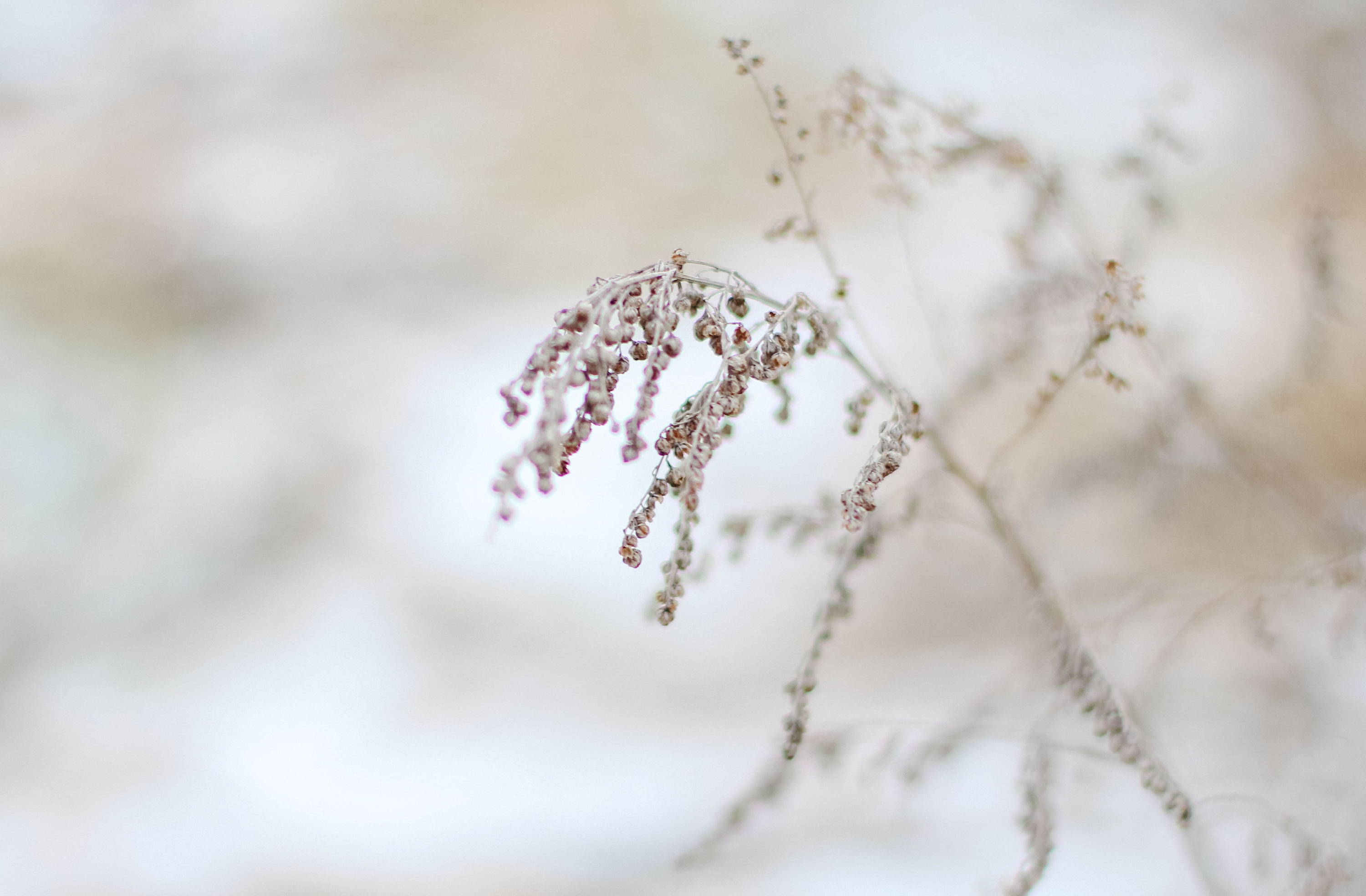 Spiritual Disciplines—On Simplicity – Alabaster